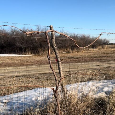 How To Prune Grapevines - Four Arm Kniffin System - Wagon Wheel Homestead