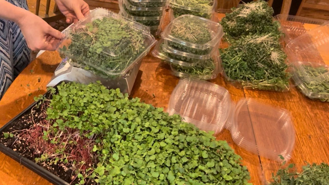 How To Grow Radish Microgreens At Home - Wagon Wheel Homestead