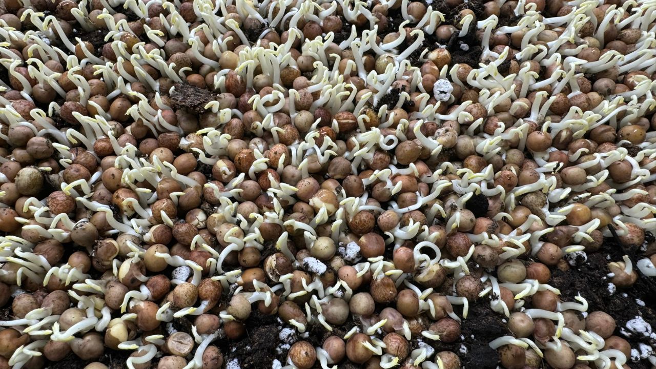 How To Grow Pea Shoot Microgreens - Fast And Easy - Wagon Wheel Homestead