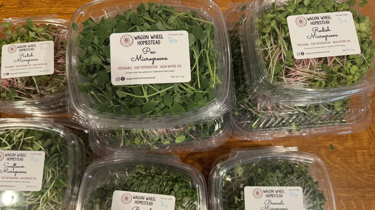 How To Grow Pea Shoot Microgreens - Fast And Easy - Wagon Wheel Homestead
