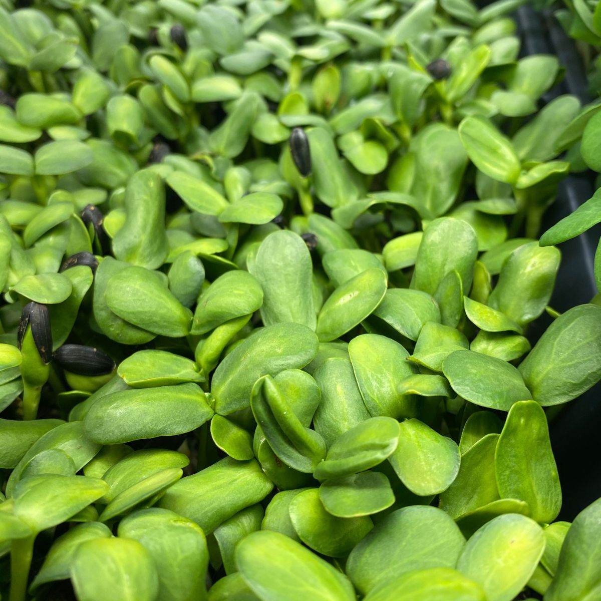 How To Grow Sunflower Microgreens - Fast And Easy - Wagon Wheel Homestead