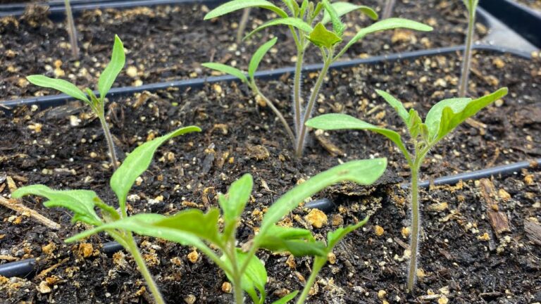 How To Grow Tomatoes From Seed To Harvest (Video) - Wagon Wheel Homestead
