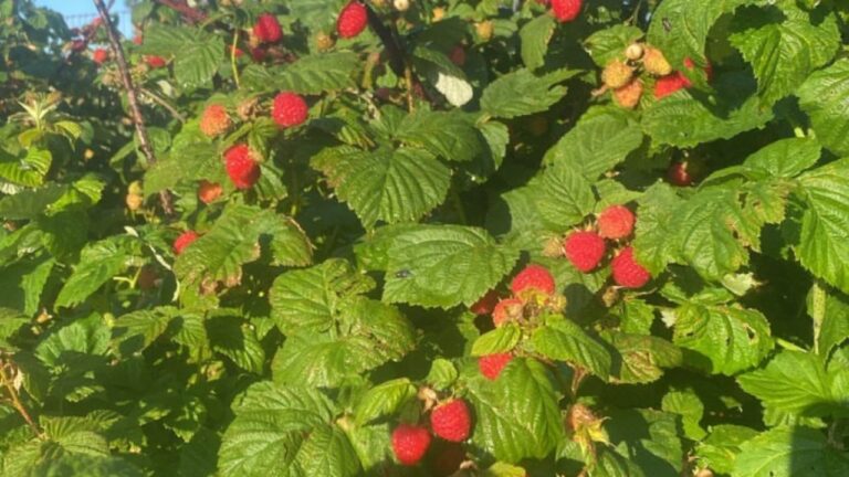 How To Prune Raspberries - Full YouTube Tutorial - Wagon Wheel Homestead