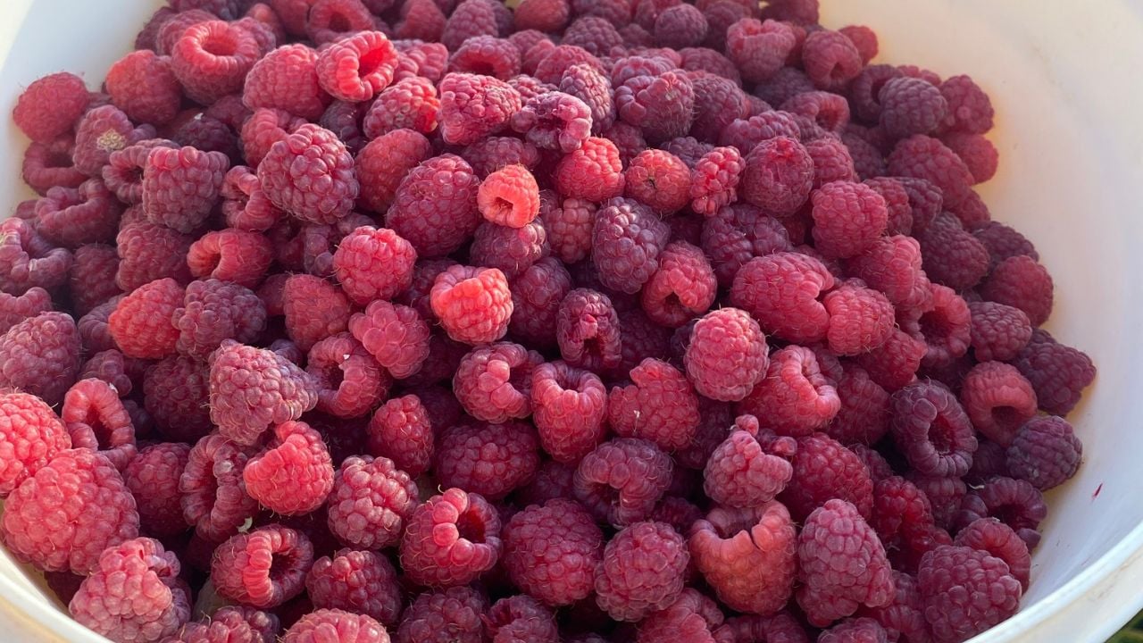 How To Prune Raspberries - Full YouTube Tutorial - Wagon Wheel Homestead