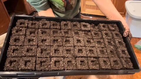 How To Start Seeds In Soil Blocks For Healthier Plants - Wagon Wheel ...