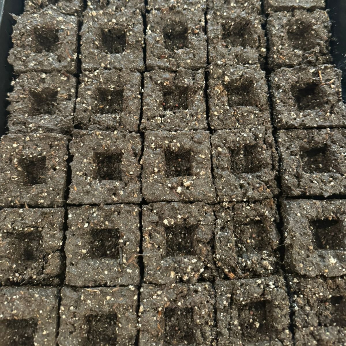 How To Grow Basil From Seed To Harvest (Video) - Wagon Wheel Homestead