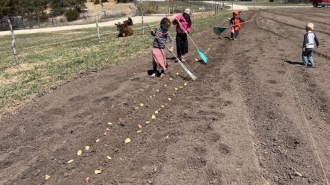 How To Plant Seed Potatoes In The Garden - Wagon Wheel Homestead