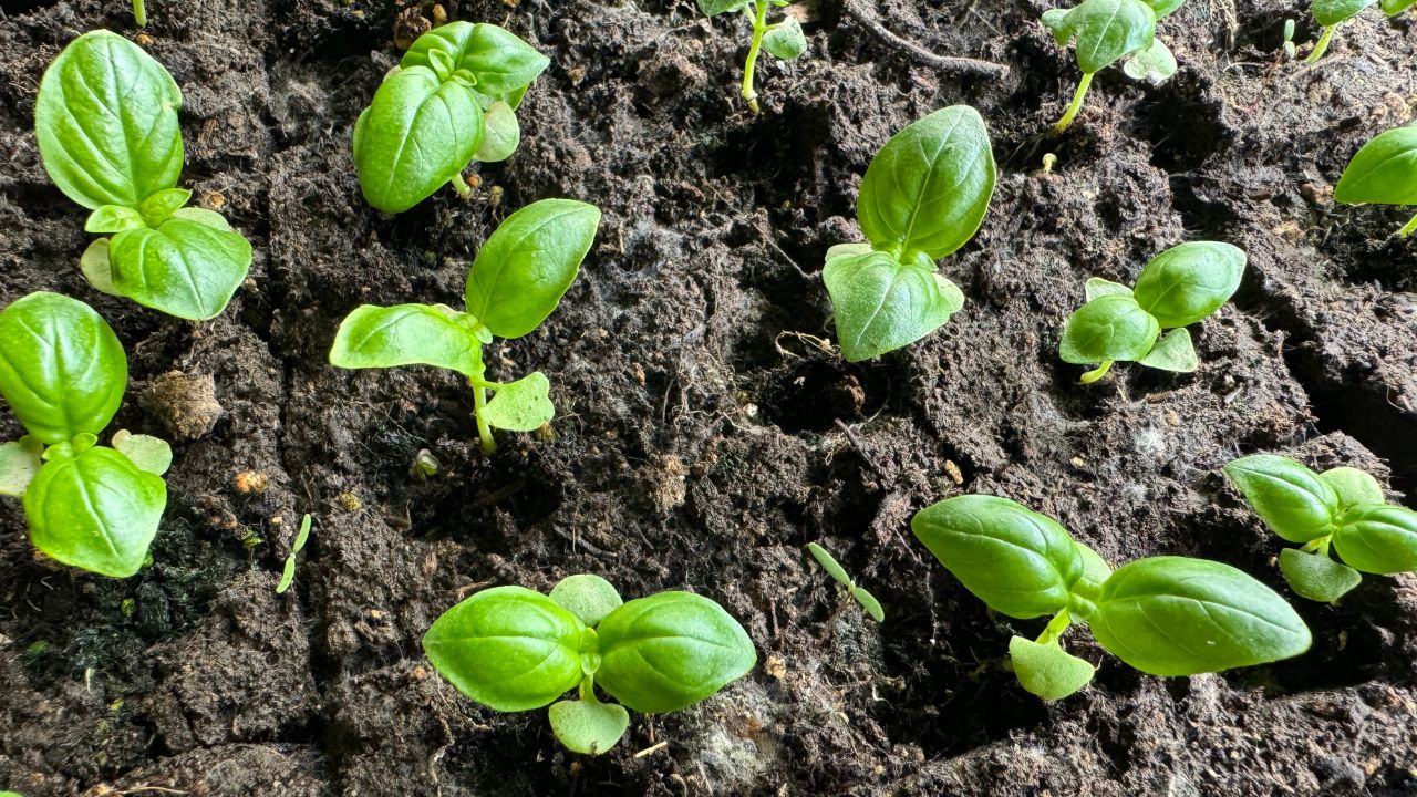 How To Grow Basil From Seed To Harvest (Video) - Wagon Wheel Homestead