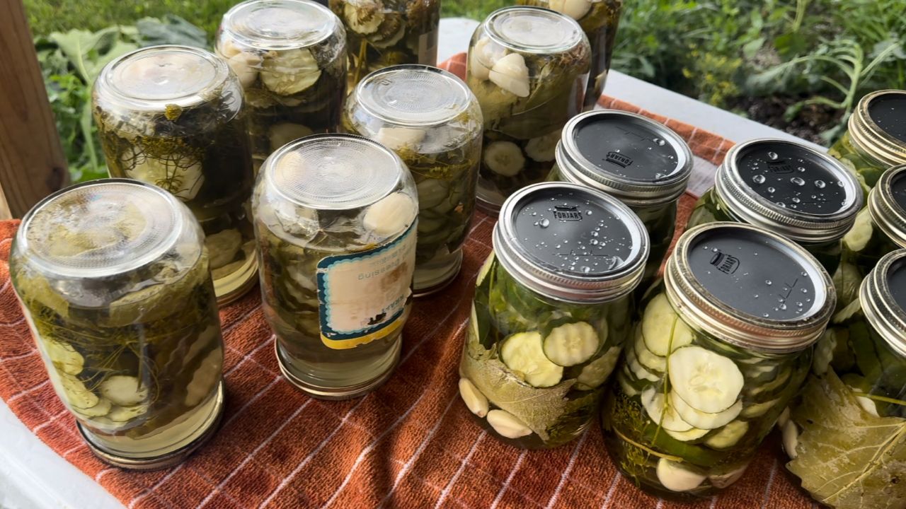 Sweet Dill Pickles Recipe - Wagon Wheel Homestead