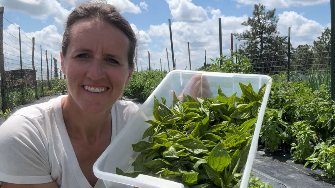 How To Grow Basil From Seed To Harvest (Video) - Wagon Wheel Homestead