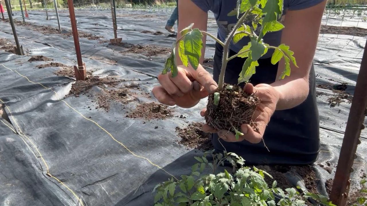 How To Grow Tomatoes From Seed To Harvest (Video) - Wagon Wheel Homestead