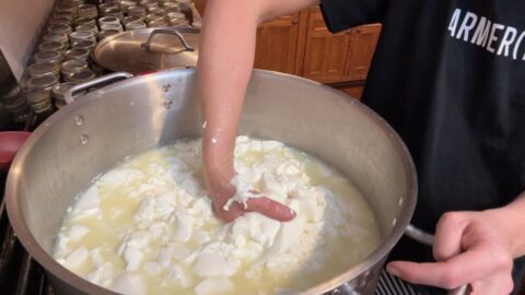 Homemade Mozzarella Cheese Made With Clabber Culture - Wagon Wheel ...
