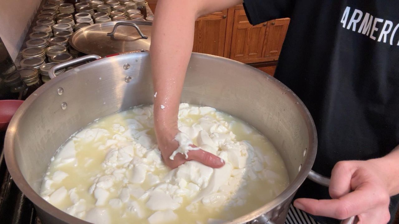 Homemade Mozzarella Cheese Made With Clabber Culture - Wagon Wheel ...