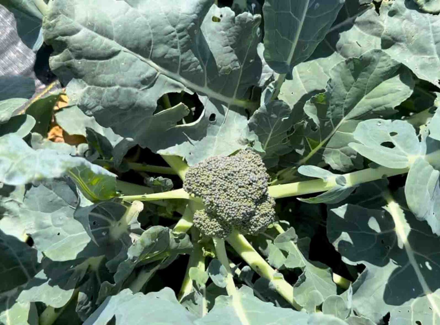 How To Grow Broccoli From Seed To Harvest (With Video) - Wagon Wheel ...