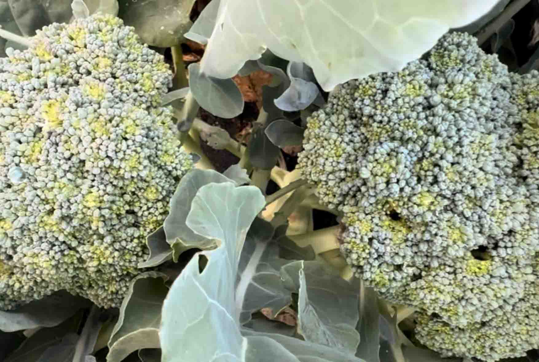 How To Grow Broccoli From Seed To Harvest (With Video) - Wagon Wheel ...