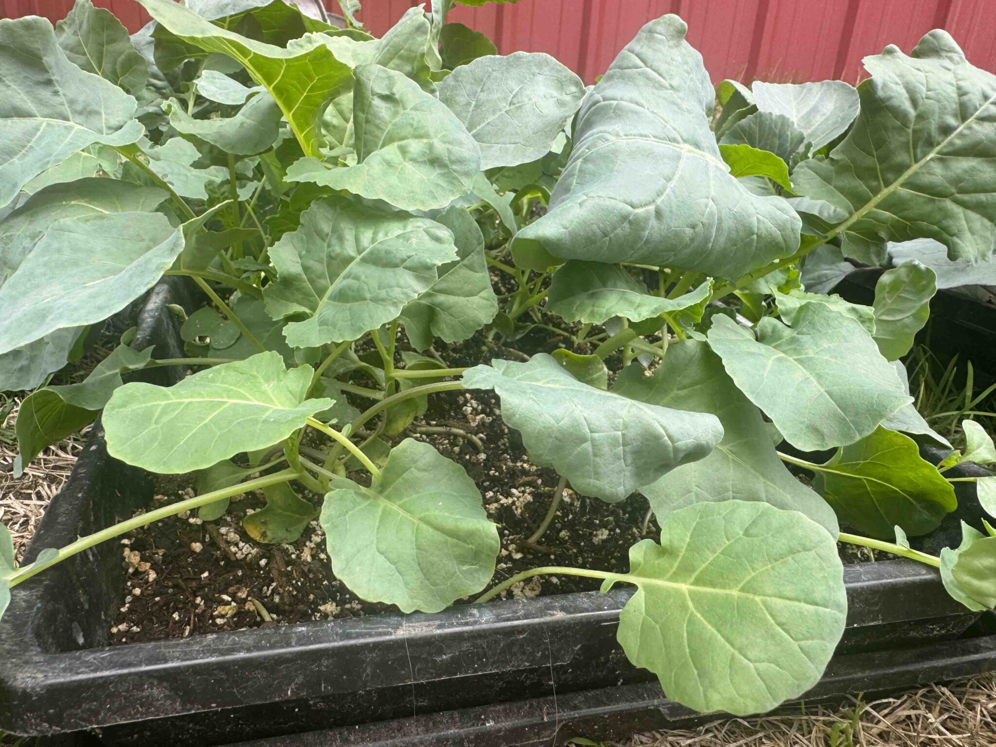 How To Grow Broccoli From Seed To Harvest (With Video) - Wagon Wheel ...