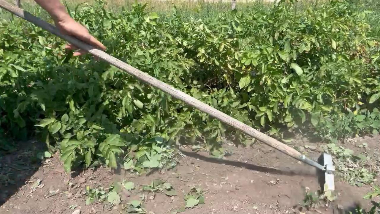 How To Keep Weeds Out Of Your Garden - 5 Easy Ways - Wagon Wheel Homestead